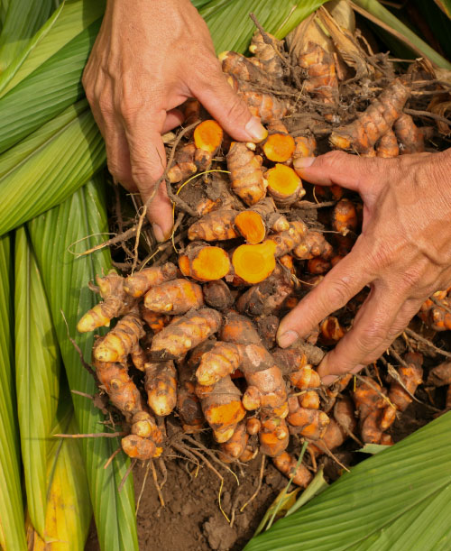 Indian turmeric - Indian Turmeric