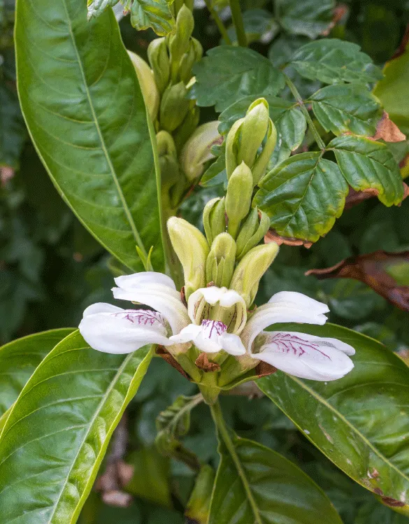 Nutritional benefits of Golden Latte Mix - Indian Turmeric